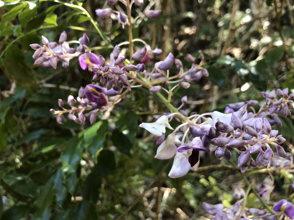 Native Wisteria from Caloundra Hinterland, Curramore, QLD, AU on ...