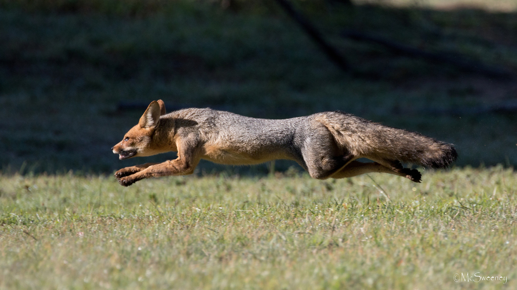 Cape Fox (Vulpes chama) - Know Your Mammals