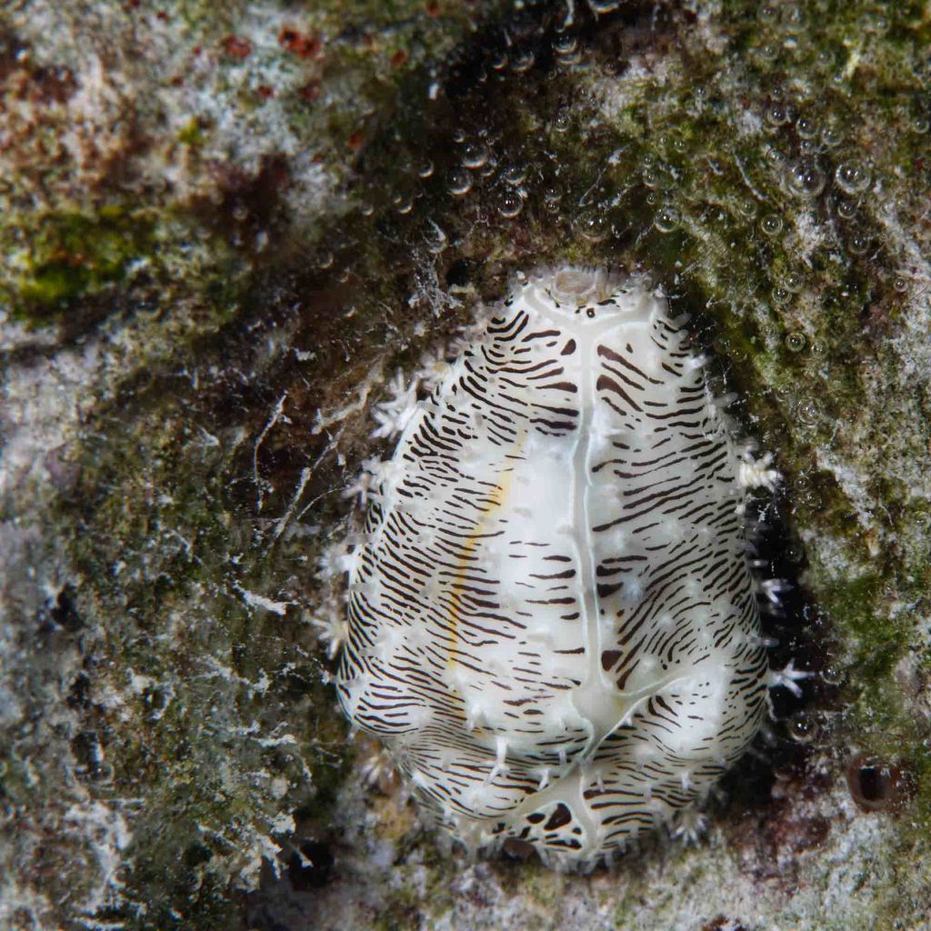 Money Cowry from Kaala-Gomen, Nouvelle-Calédonie on January 16, 2010 at ...