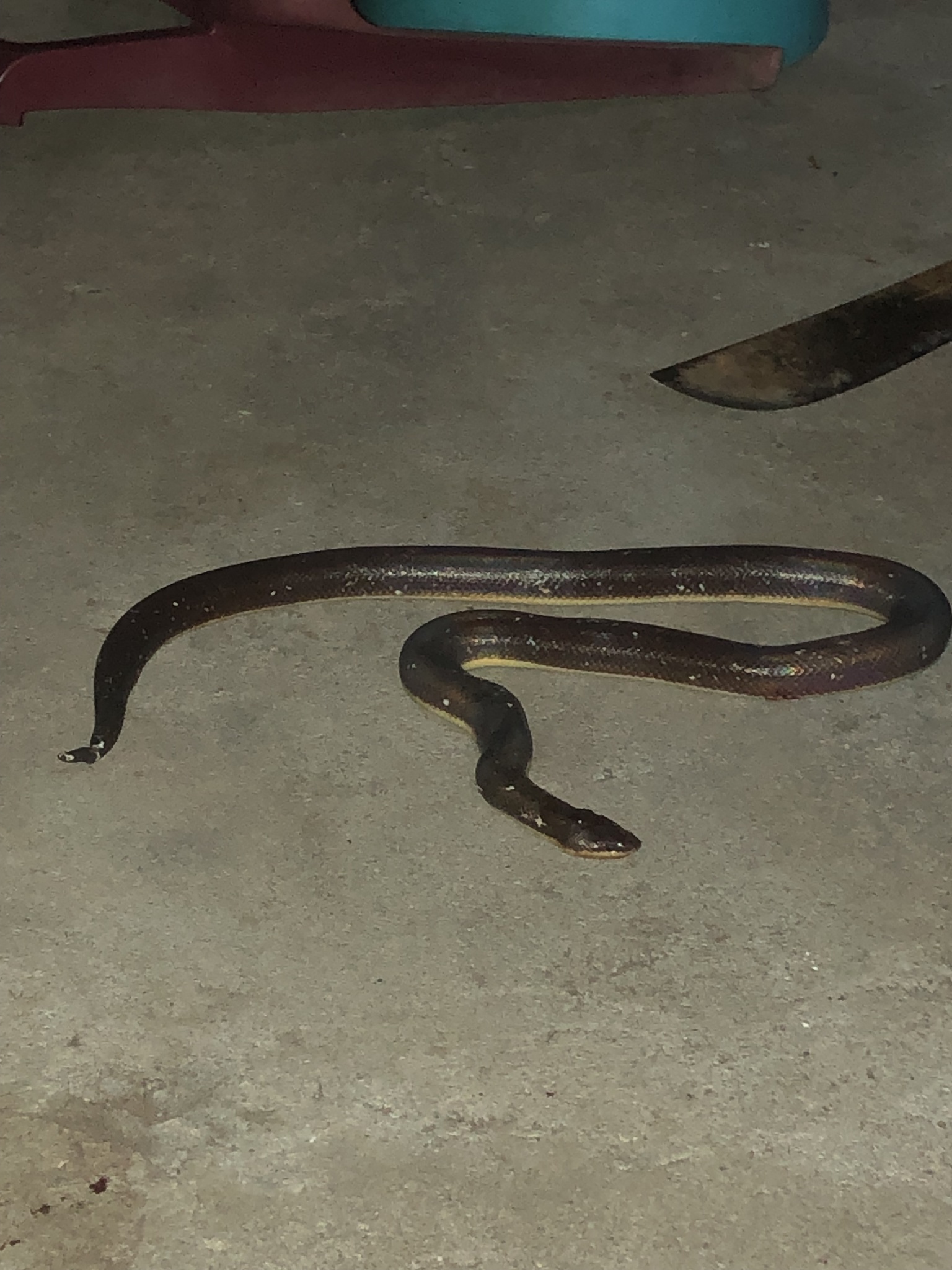 Loxocemus bicolor Cope, 1861