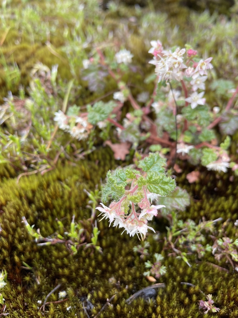 (Commersonia corniculata) - Botanical Realm