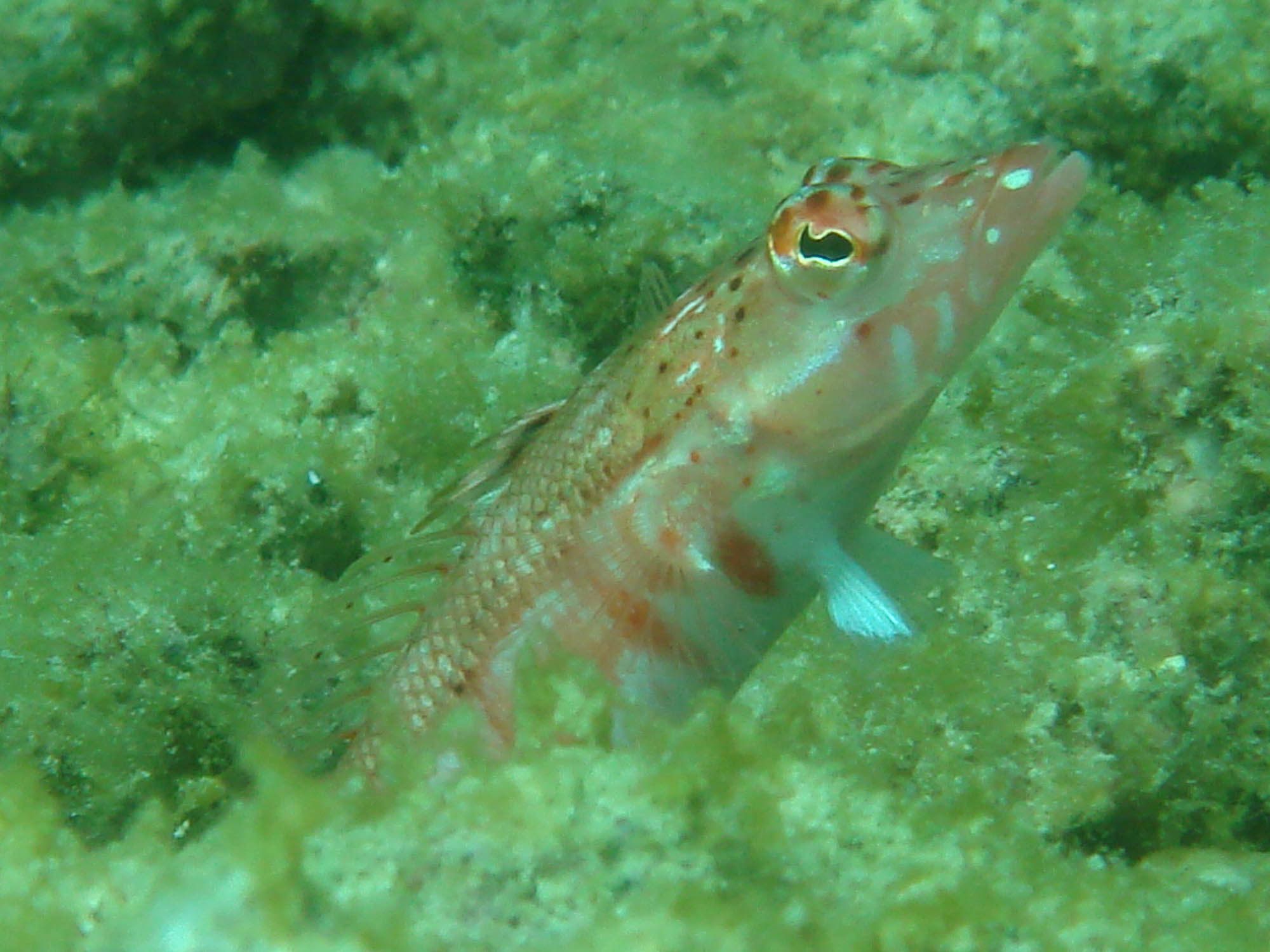 Parapercis multiplicata Randall, 1984