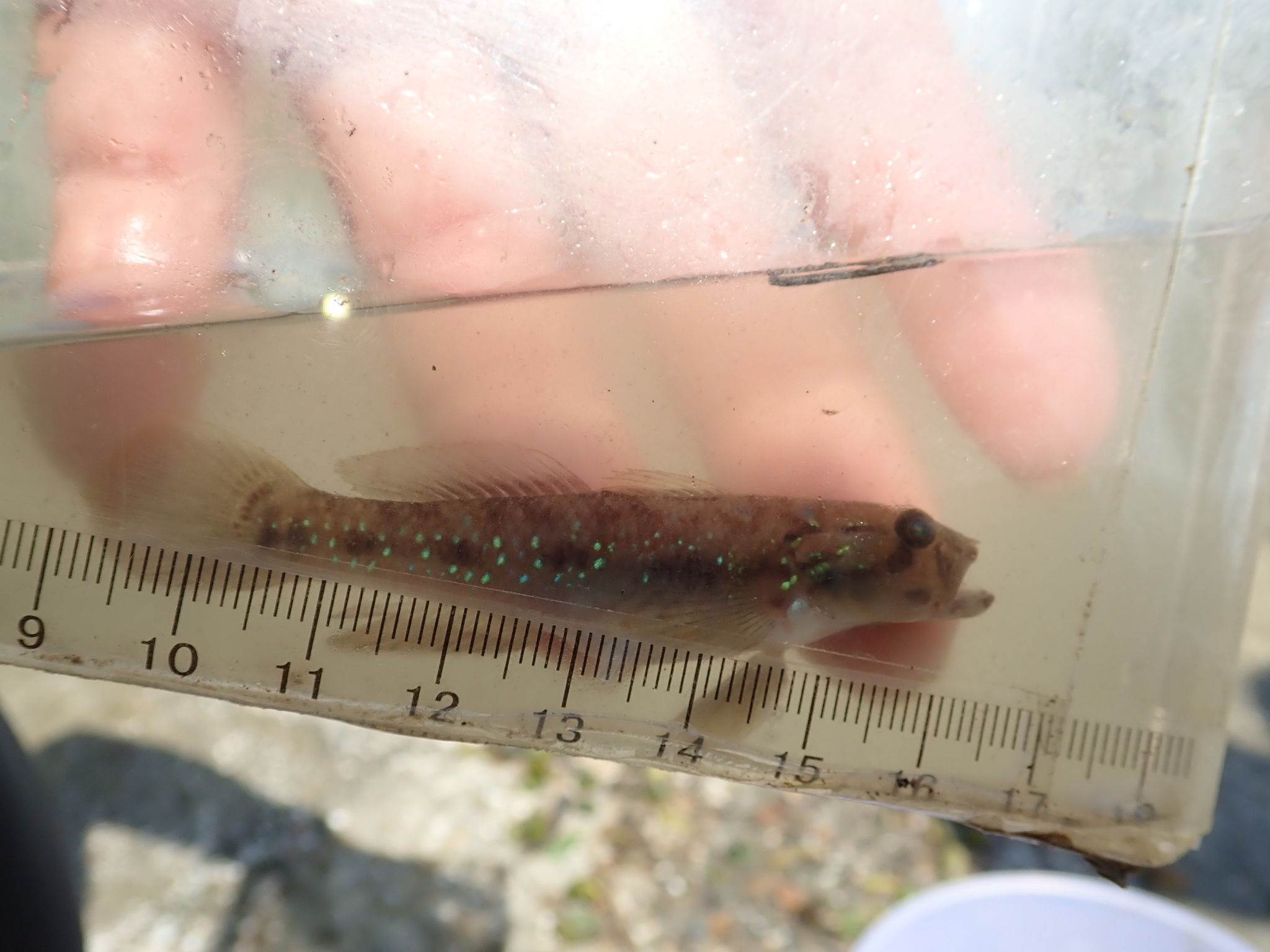 Acentrogobius viridipunctatus (Valenciennes, 1837)