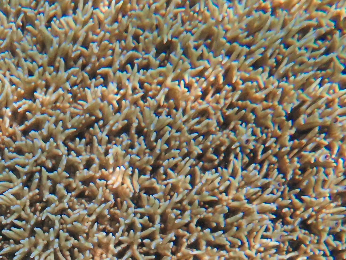 Millepora tenera Boschma, 1949