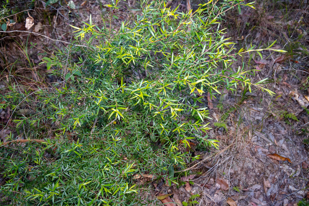 Lemon Scented Tea Tree from Numinbah Valley QLD 4211, Australia on ...
