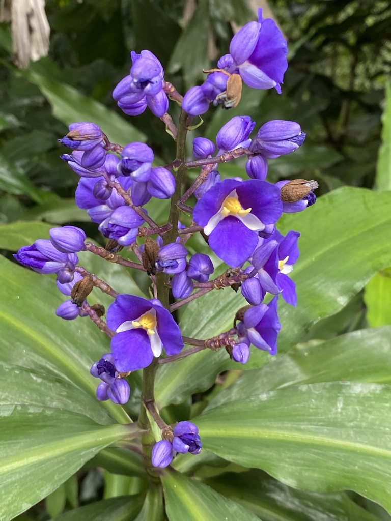 Blue ginger from Tai Po, HK on October 7, 2021 at 10:55 AM by Simon ...