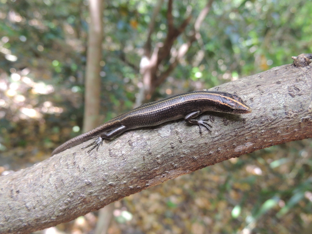 Pacific Bluetail Skink from Guam Nationa Wildlife Refuge on February 15 ...