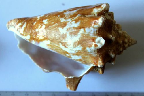 Strombus latus · iNaturalist