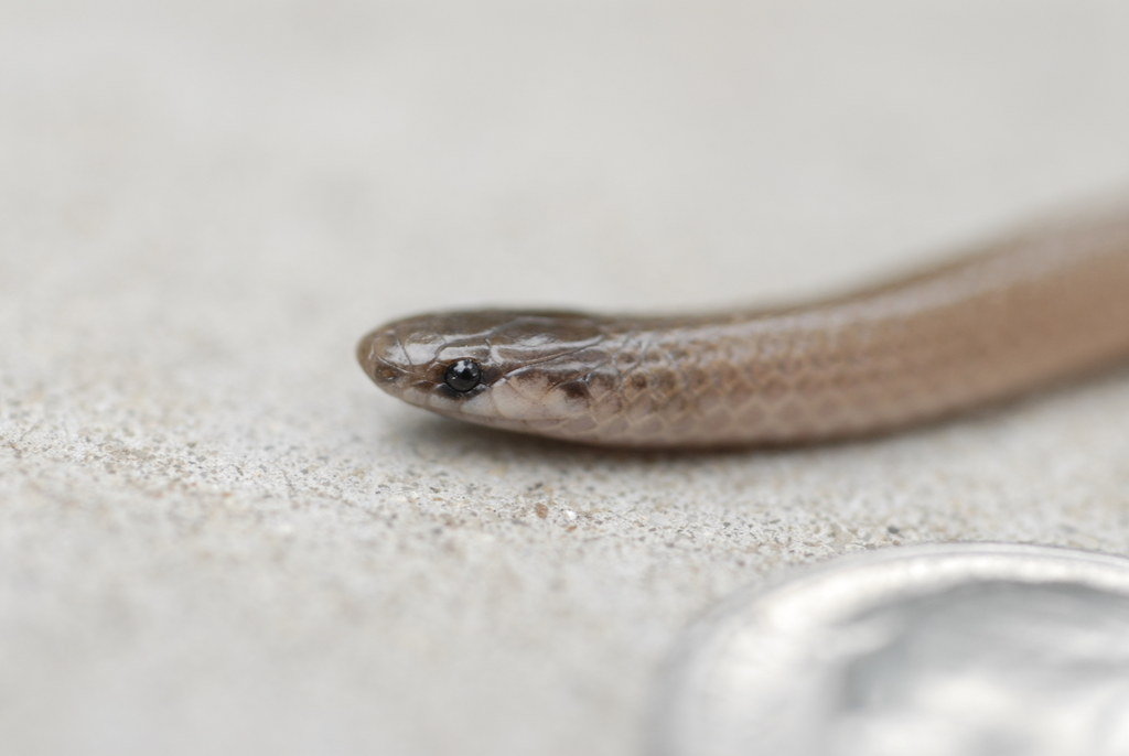 Flat-headed Snake (Tantilla gracilis) - Snakes and Lizards