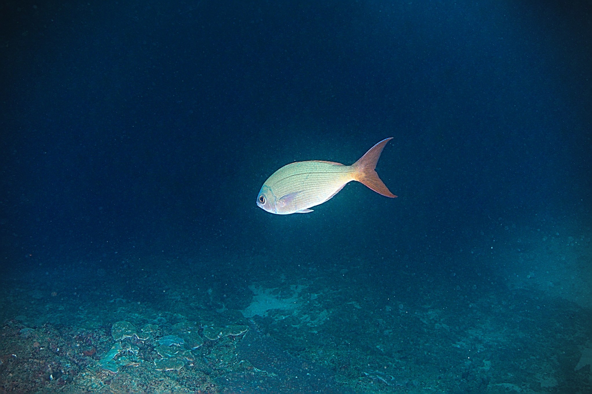 Paracaesio sordida Abe & Shinohara, 1962