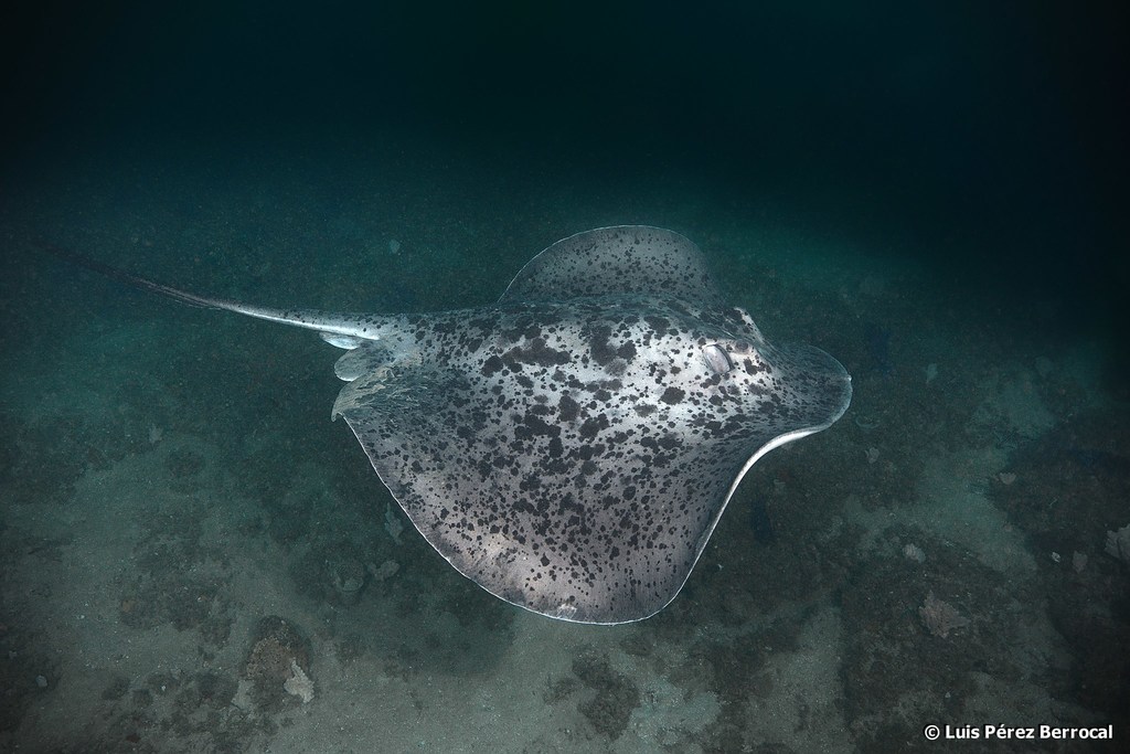Blotched Fantail Ray (Heron Island Fish) · iNaturalist