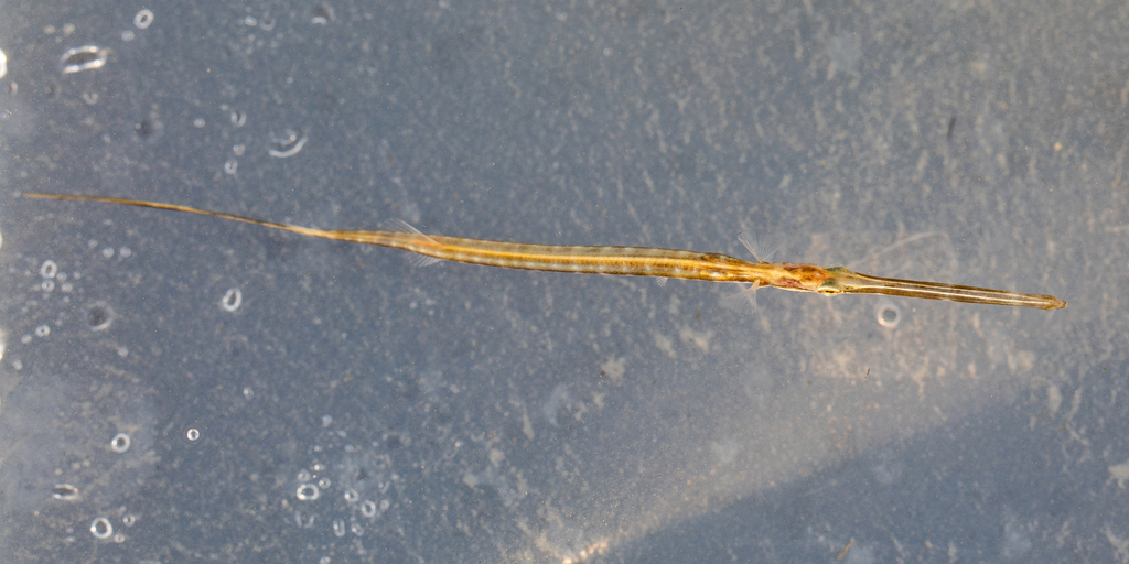 Atlantic Bluespotted Cornetfish from Gloucester, MA, USA on October 6 ...