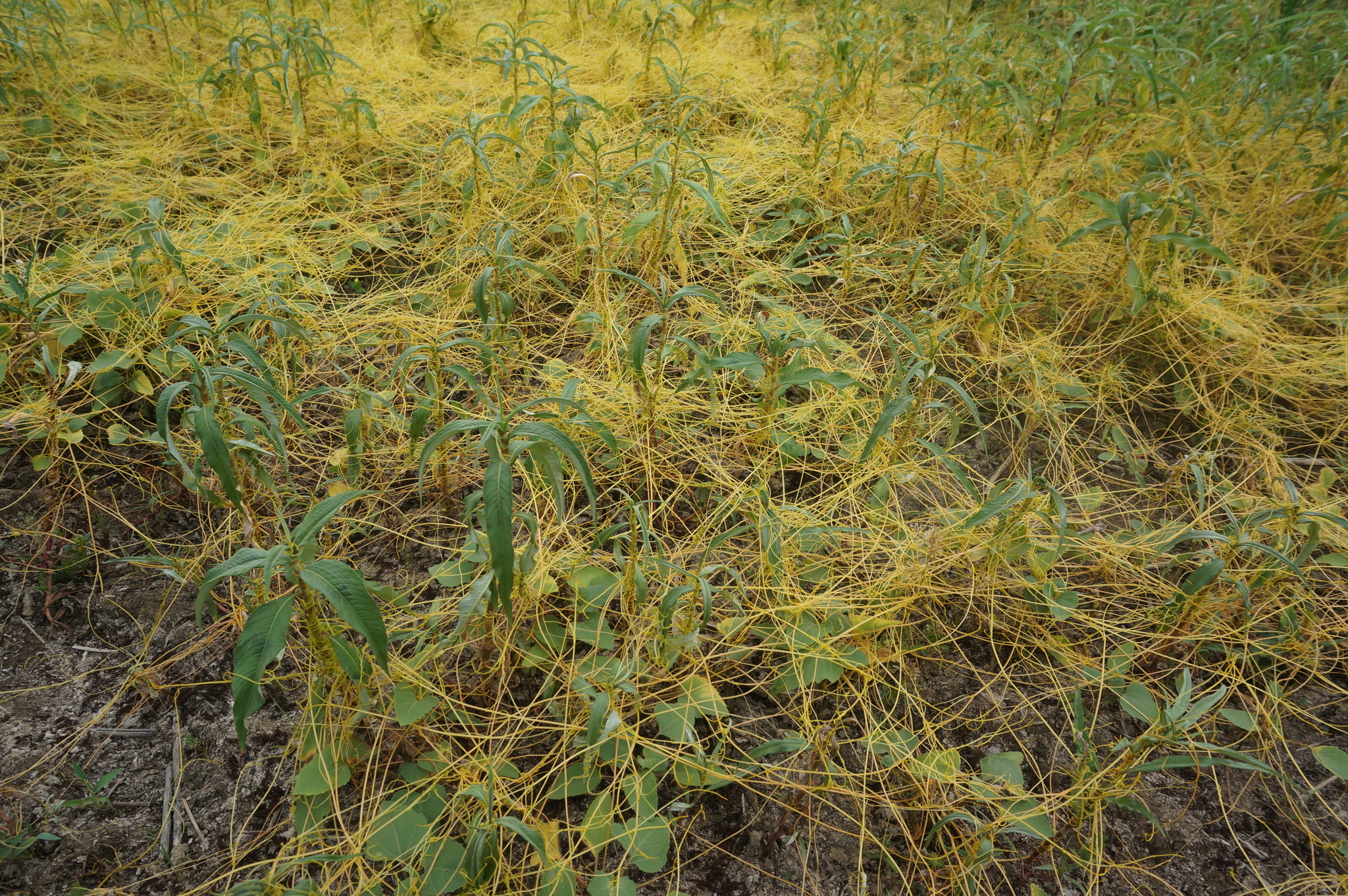 Cuscuta chinensis Lam.