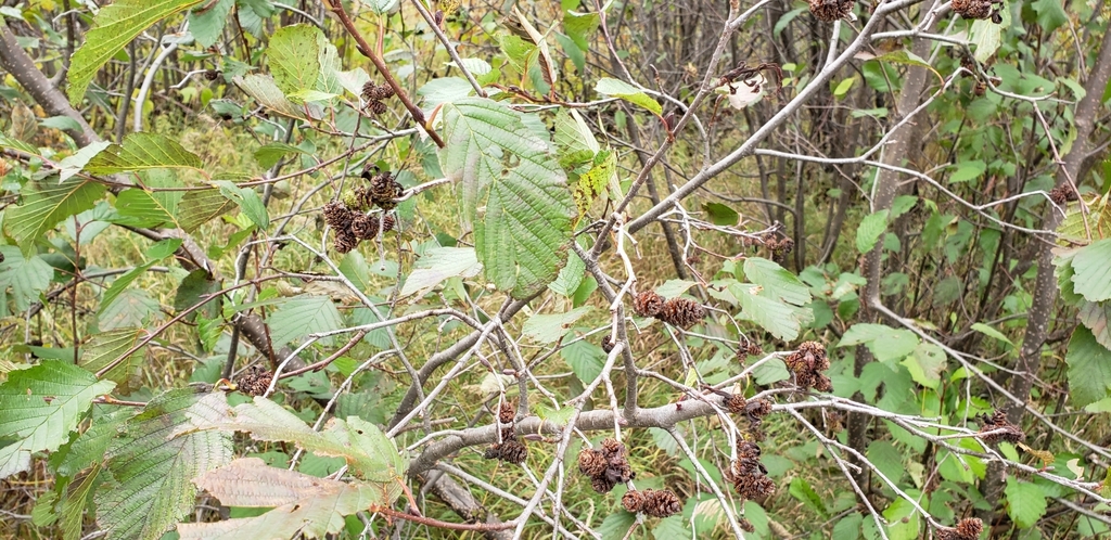 swamp alder from Happy Valley-Goose Bay, NL, Canada on October 7, 2021 ...