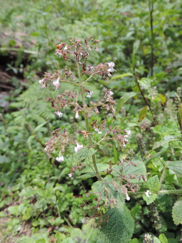 African Teacost (Isodon ramosissimus) · iNaturalist