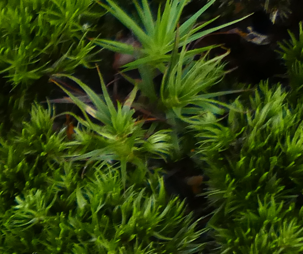 Haircap Moss Family in September 2021 by Wendy McCrady. Observations ...