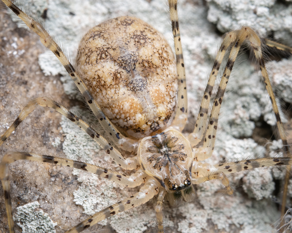 Hypochilus xomote from Kern County, CA, USA on October 04, 2021 at 06: ...