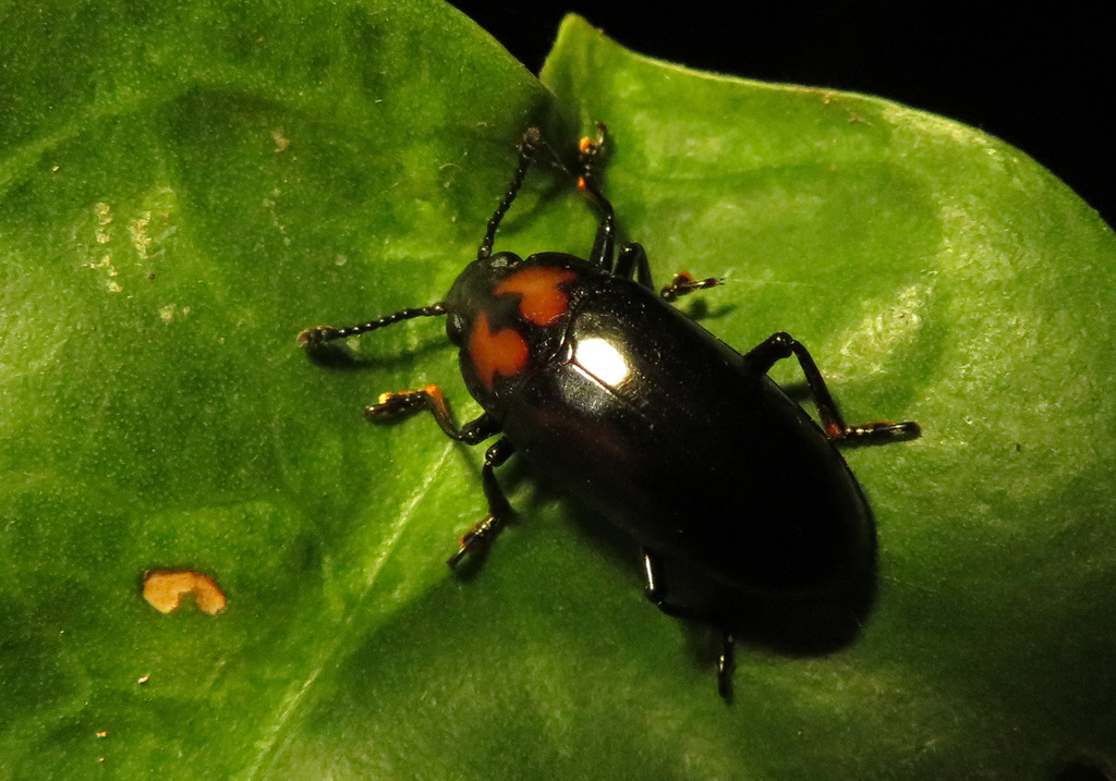 Pleasing Fungus Beetles from Ubud, Gianyar, Bali, Indonesia on October ...
