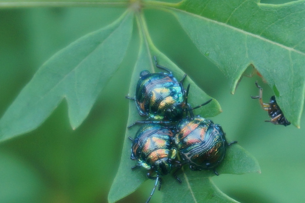 Clown Stink Bug from 中国北京市门头沟区 on September 20, 2021 at 01:14 PM by 红梅 ...
