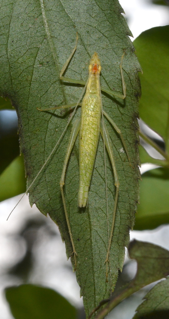 Narrow-winged Tree Cricket from South Baton Rouge, Baton Rouge, LA, USA ...