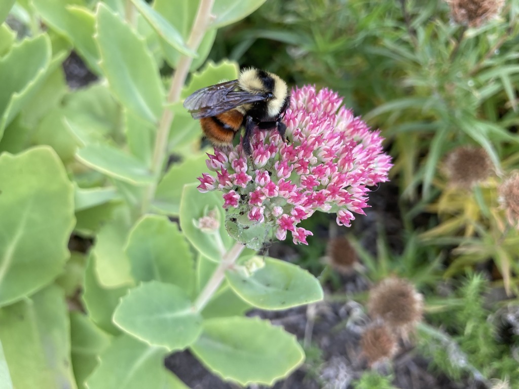 Red-belted Bumble Bee from Douglasdale, Calgary, AB T2Z, Canada on ...