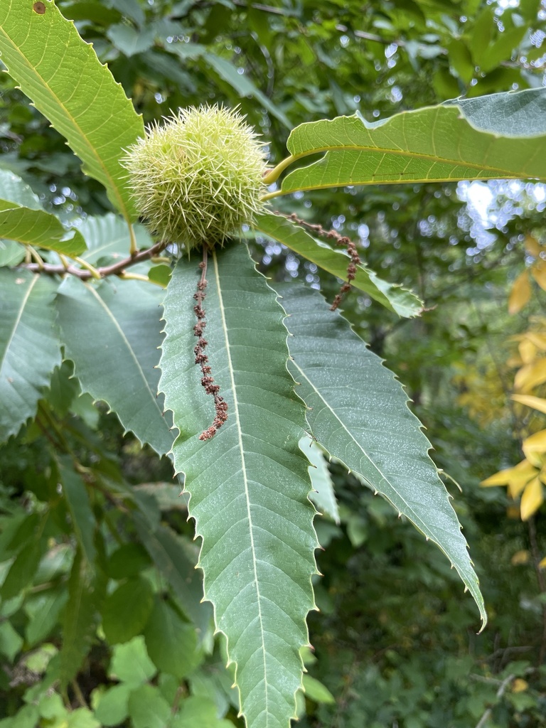 Sweet Chestnut from Carkeek Park, Seattle, WA, US on October 5, 2021 at ...