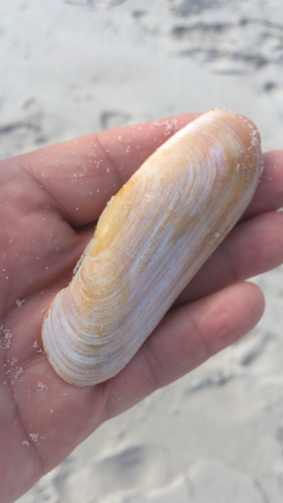 Stout Tagelus from Island Beach State Park on October 7, 2021 at 01:38 ...