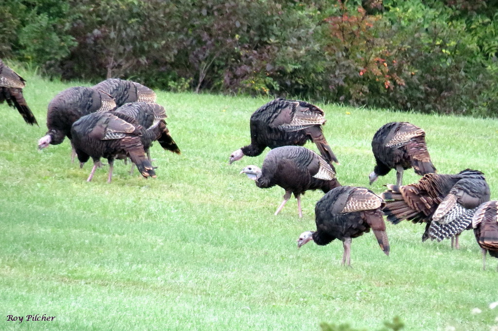 Wild Turkey from Washington County, NY, USA on October 6, 2021 by roy ...