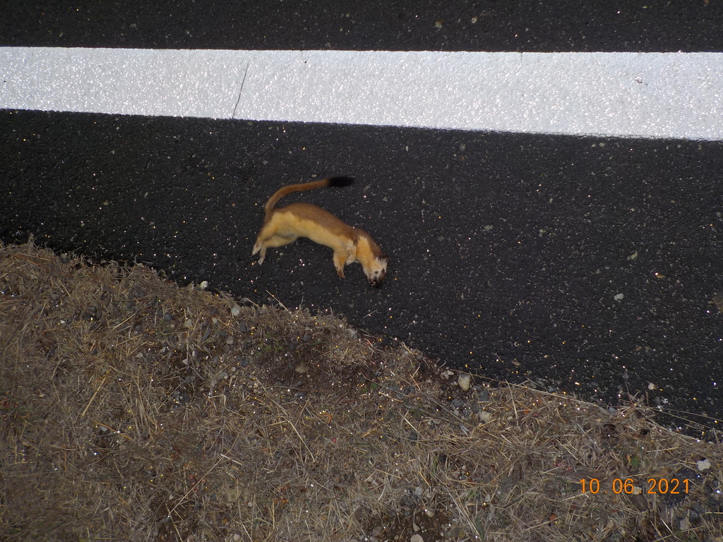 Long-tailed Weasel from San Diego County, California on October 06 ...