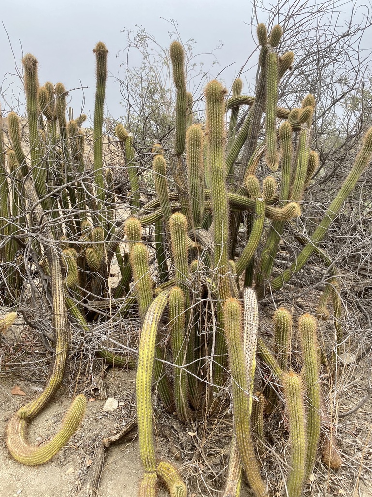 Golden-spined Cereus in October 2021 by Phil Calvert · iNaturalist