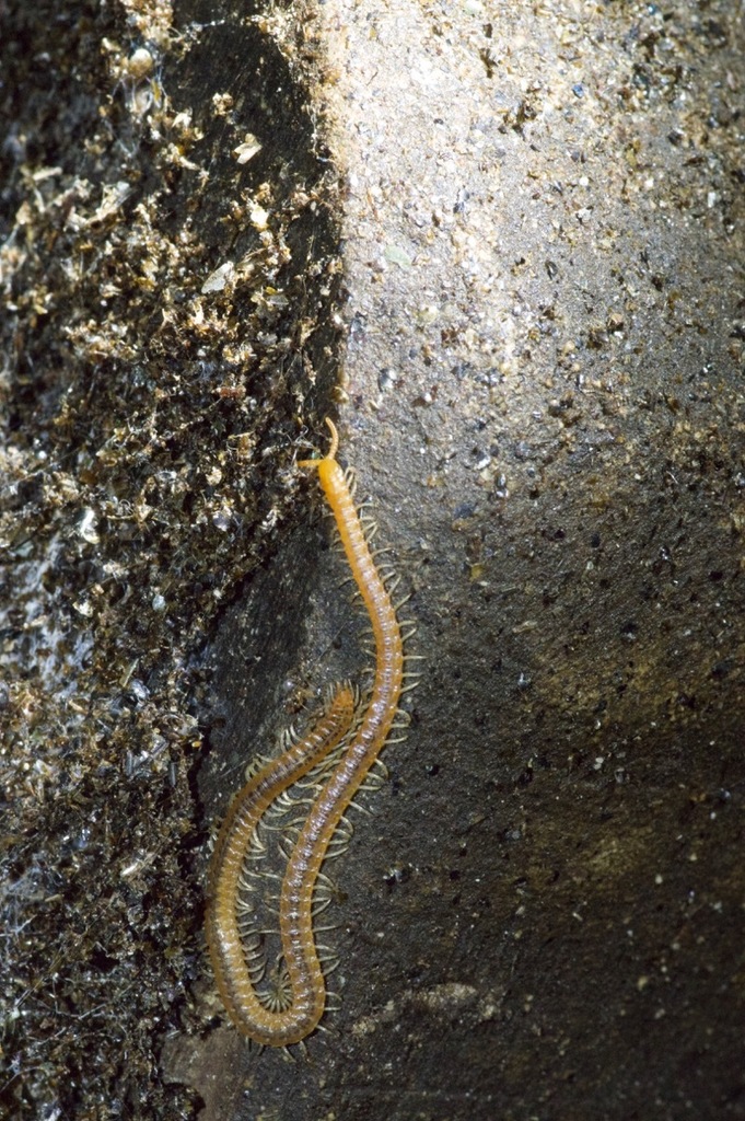 Orphnaeus brevilabiatus from Mulu, Marudi, Sarawak, Malaysia on ...