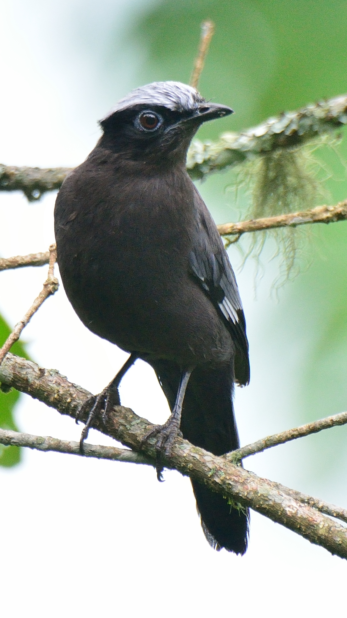 Cochoa purpurea Hodgson, 1836