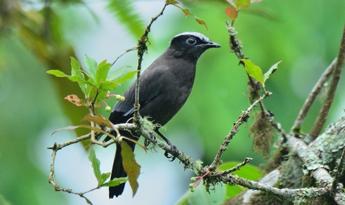 Purple Cochoa (Cochoa purpurea) · iNaturalist