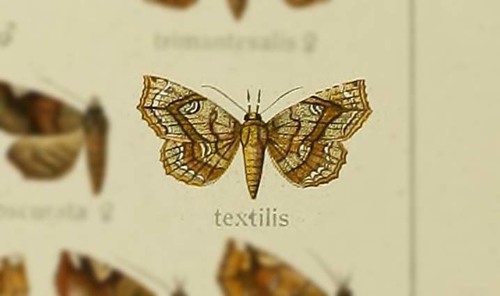 Pangrapta textilis · iNaturalist