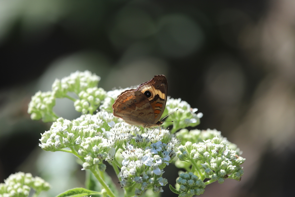 Common Buckeye from Far North Dallas, Dallas, TX, USA on October 06 ...