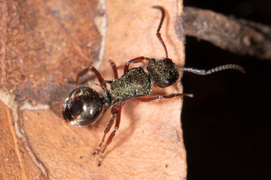 Polyrhachis hookeri from Brisbane QLD, Australia on October 7, 2021 at ...