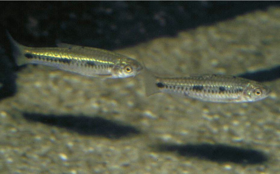 (Enteromius macinensis) - Marine Life Identification