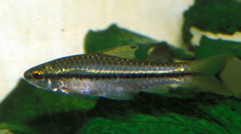 Blackstripe Barb (Enteromius macrops) - Marine Life Identification