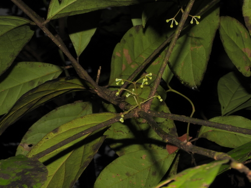 Licaria debilis · NaturaLista Colombia