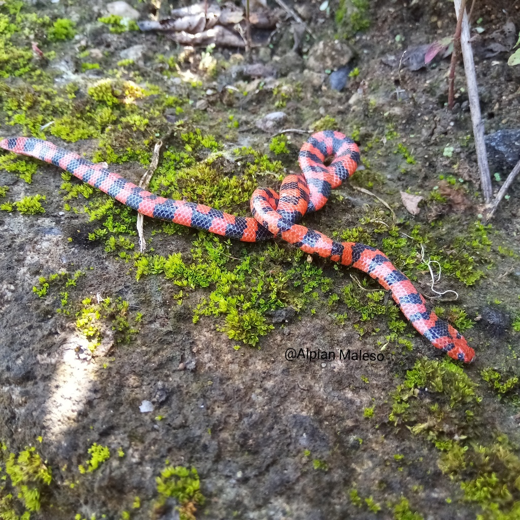 Black Pipe Snake from Kabupaten Banggai Kepulauan, Sulawesi Tengah ...