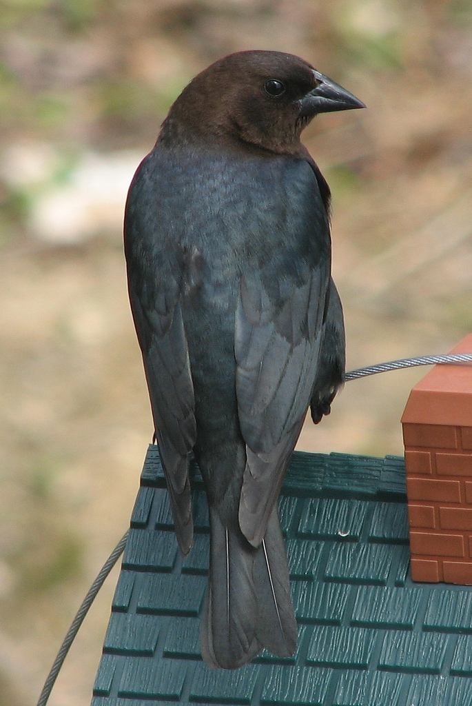 Eastern Brown-headed Cowbird (Seen near SUNY-ESF) · iNaturalist