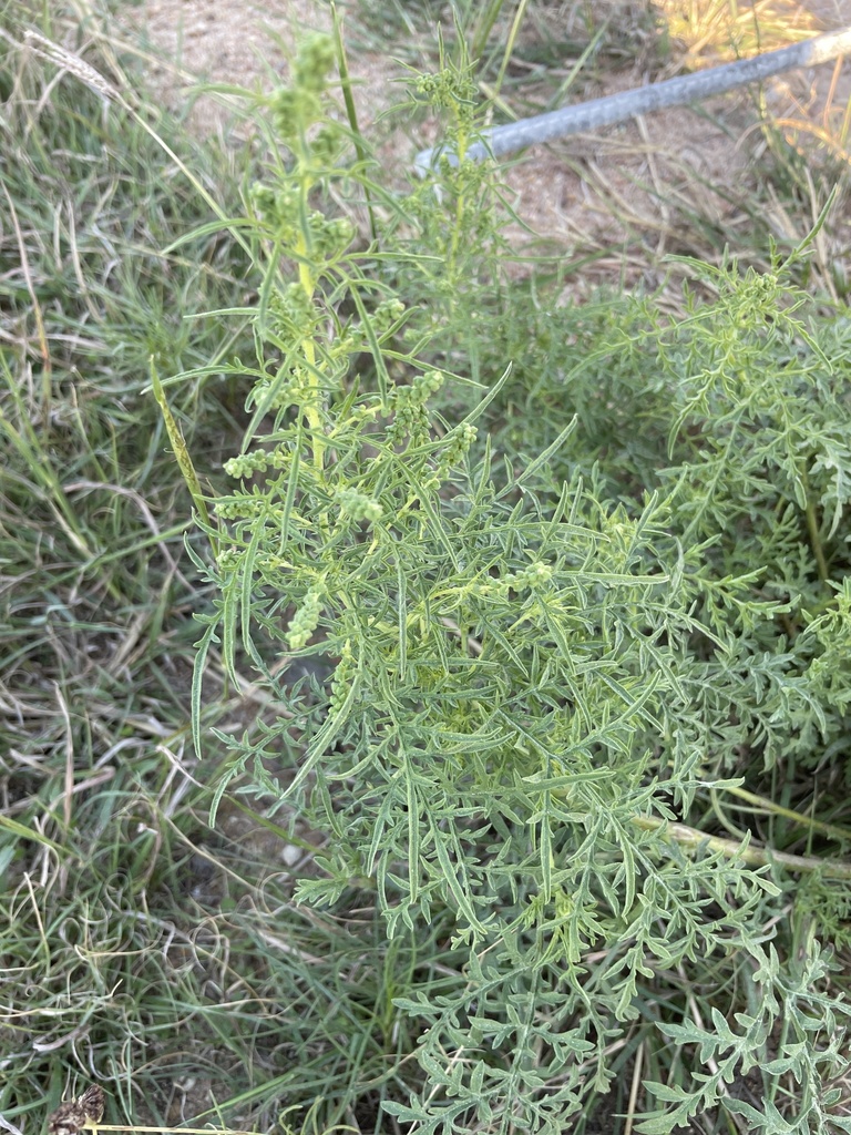 western ragweed from Woodhollow Ln, Cedar Park, TX, US on October 07 ...