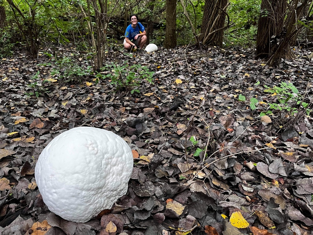 giant puffball in October 2021 by jtrac · iNaturalist