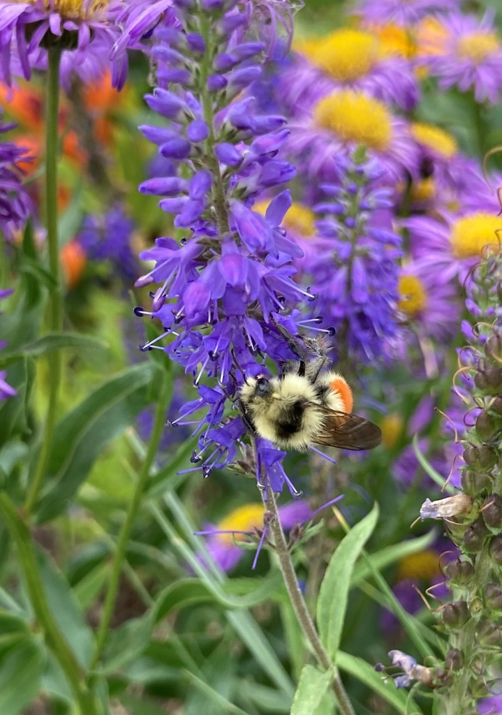 Hunt's Bumble Bee from Douglasdale, Calgary, AB T2Z, Canada on August ...