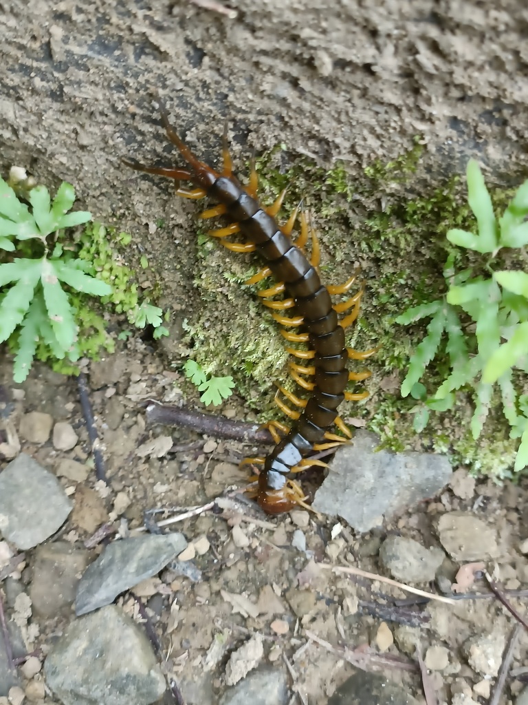 Chinese Red-headed Centipede from 台灣新竹縣 on October 4, 2021 at 03:08 PM ...