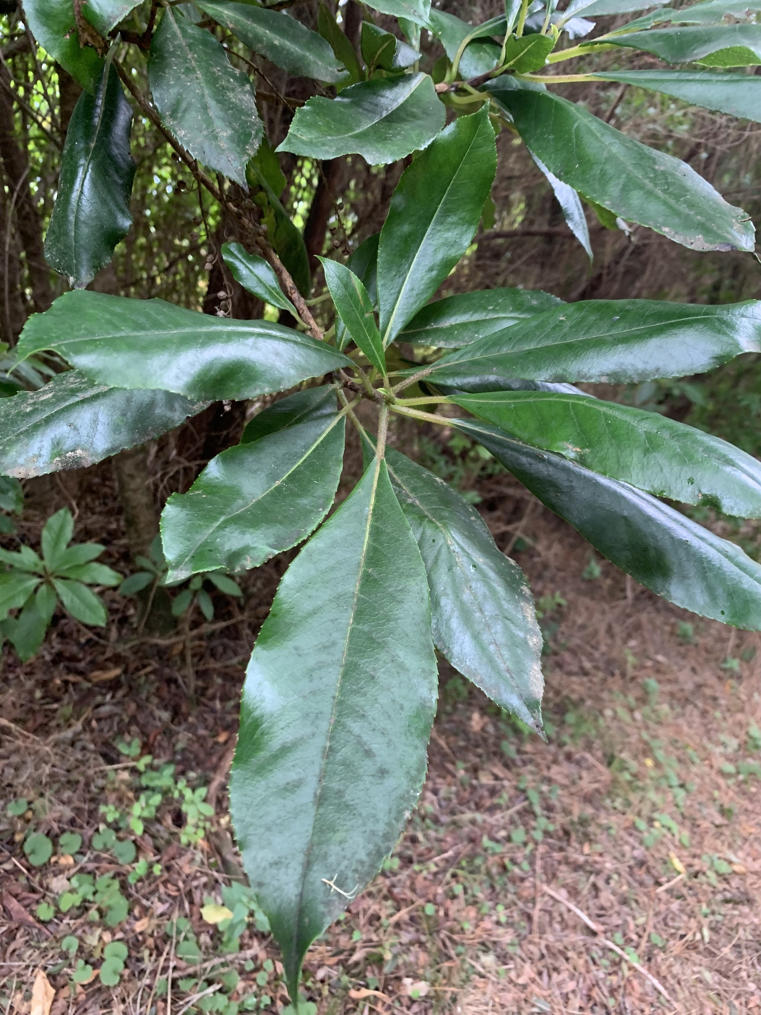 Nellyville Cornell Tree