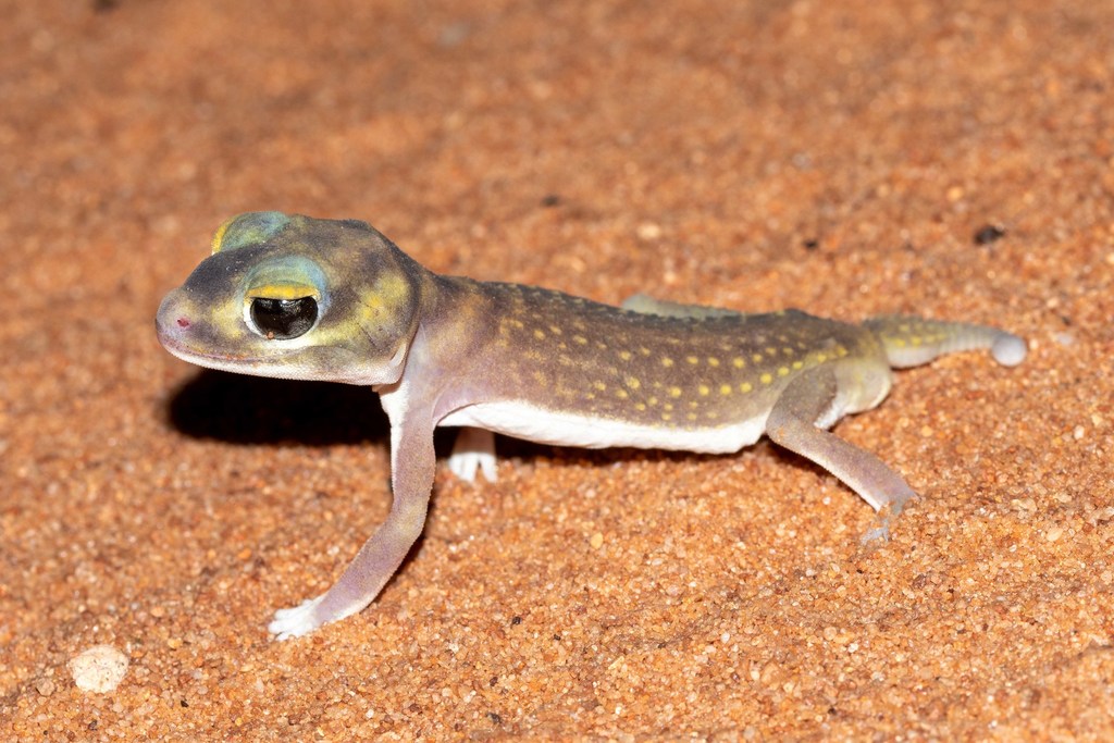 Southern Knob-tailed Gecko from Ironstone Hill CP on September 29, 2021 ...