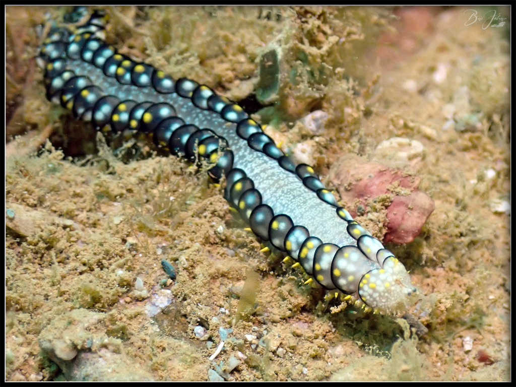 Polyodontes kuroshio from Mont-Dore, NC-SU, NC on September 3, 2021 at ...