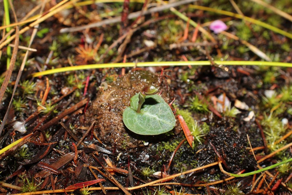 Corybas abditus in October 2021 by Em Lamond · iNaturalist