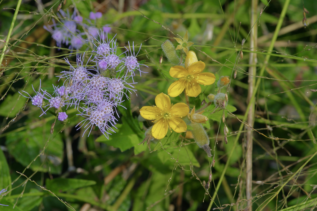 Stick-Leaf from San Patricio County, TX, USA on October 7, 2021 at 09: ...